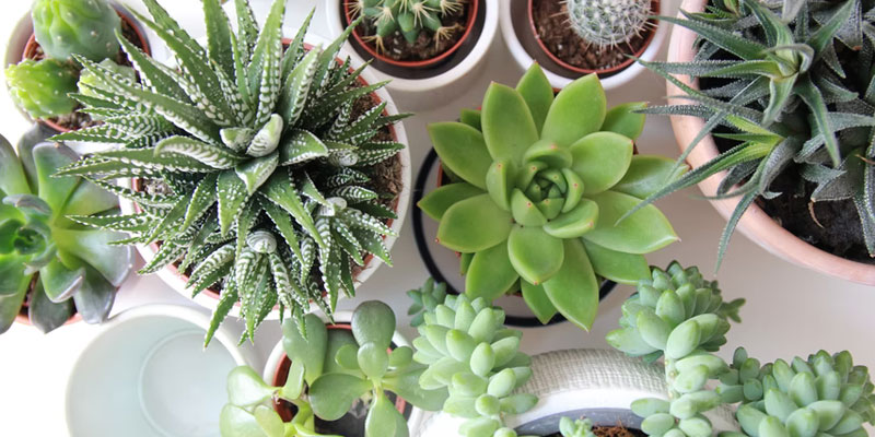 Must Haves Plants That Gives Oxygen 24 Hours With Scientific Name