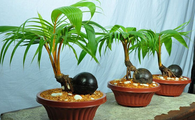 How To Make Coconut Bonsai